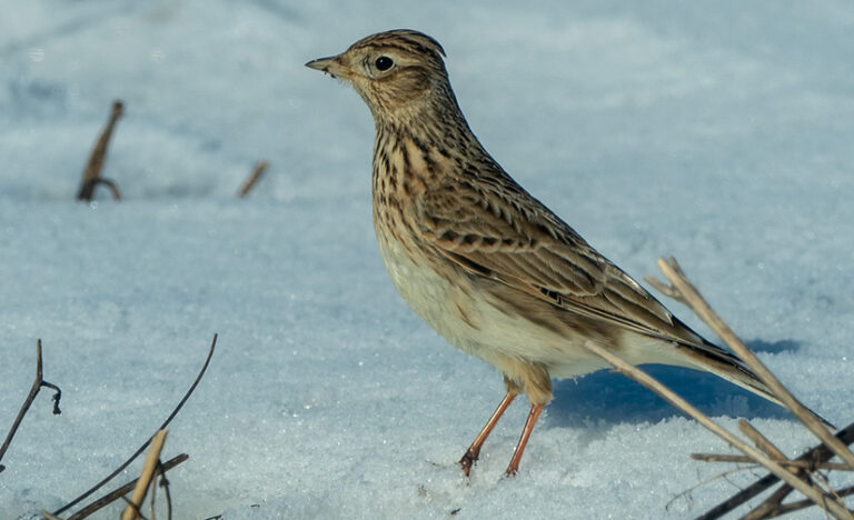 Viikon luontokuva -Kiuru - Turust.fi
